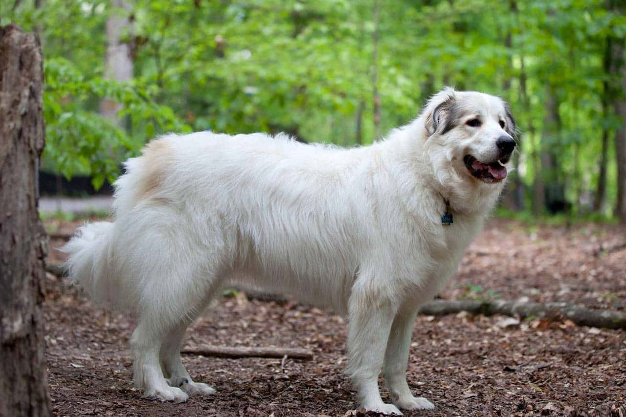 Aidi: Een uniek hondenras [Foto's] - HondjesGids