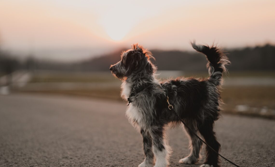 Aussiedoodle: Australische herder & Poedel kruising [Foto's] - HondjesGids