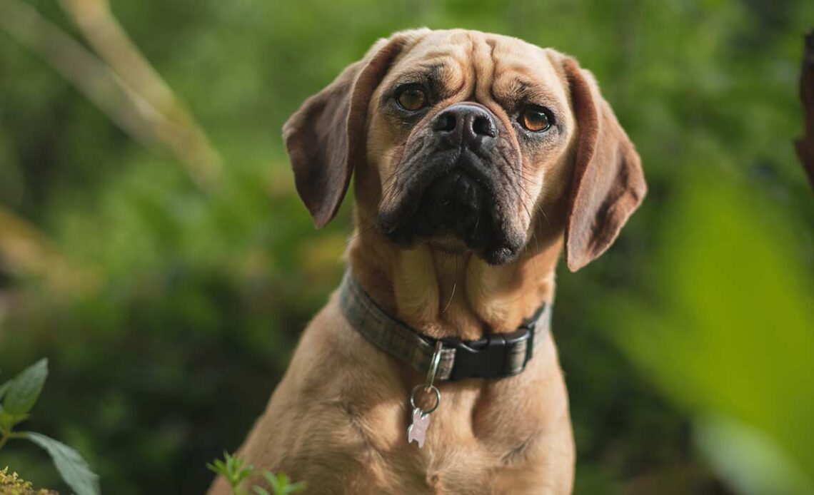 Bocker: Een Beagle & Cocker Spaniel kruising [Foto's] - HondjesGids