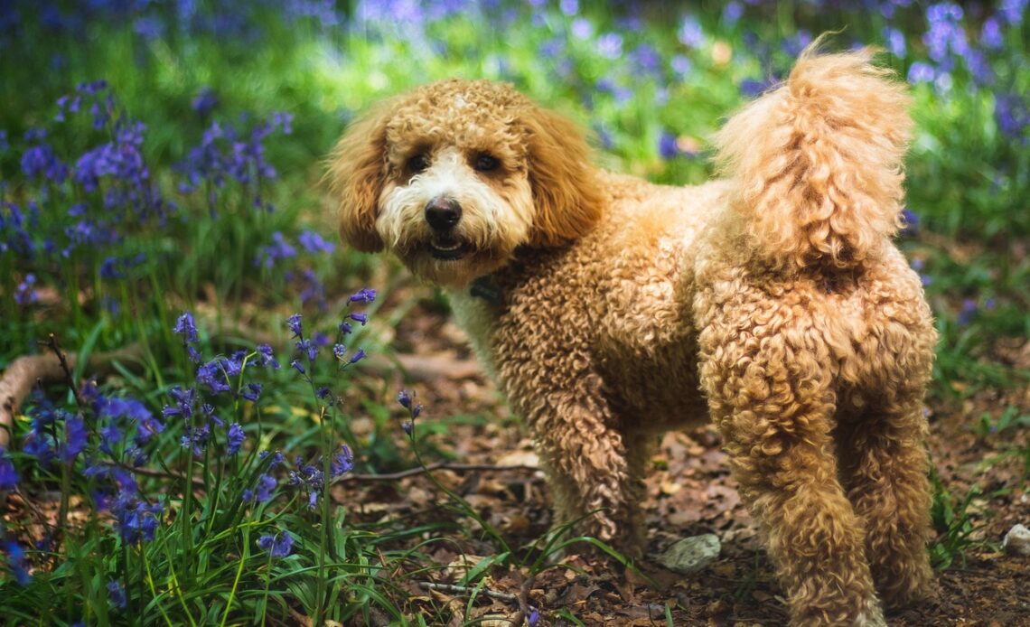 Cavapoo: Een Poedel & Cavalier kruising [Foto's] - HondjesGids