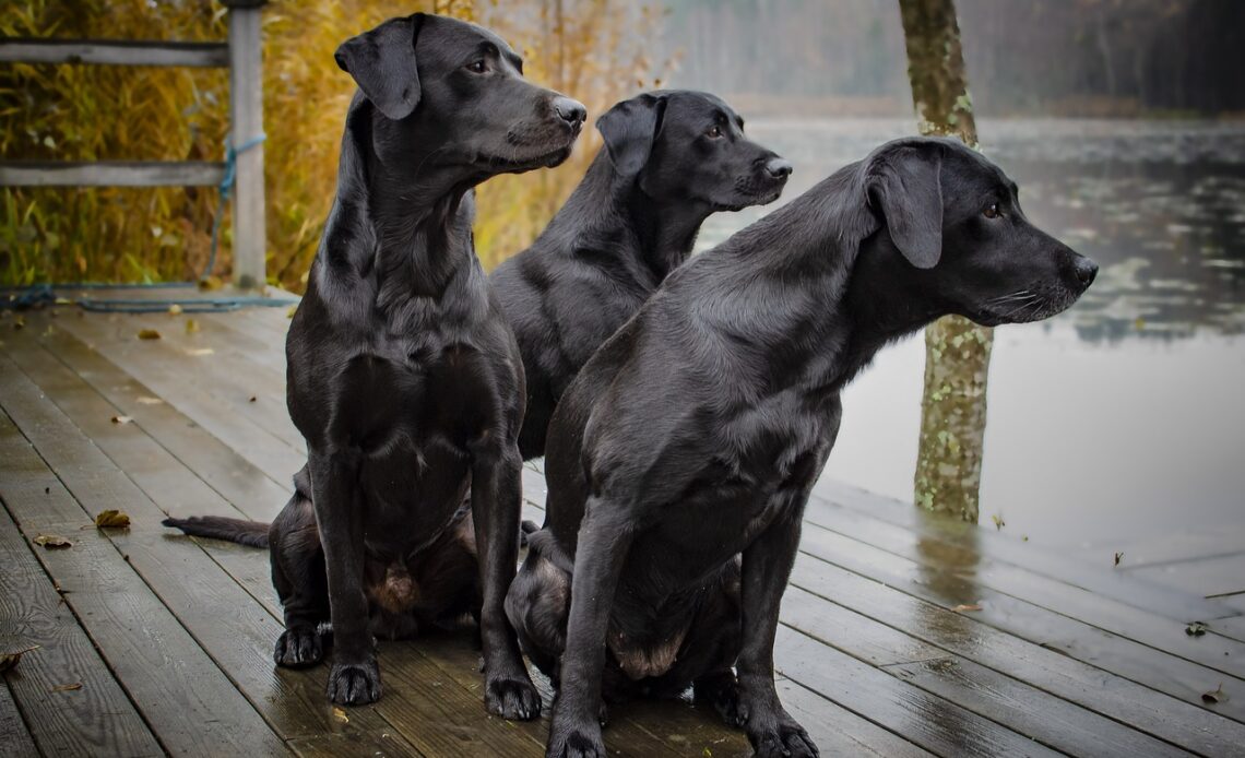 Chabrador: Labrador & Chow Chow kruising [Foto's] - HondjesGids