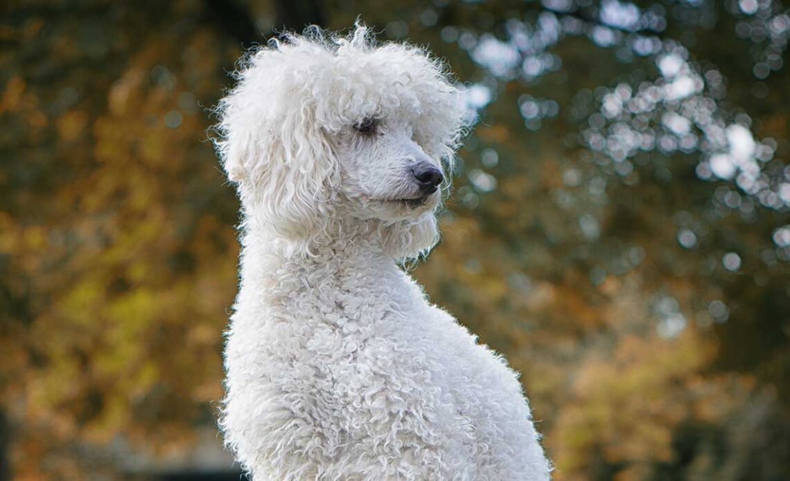 Doxiepoo: Een Poedel & Teckel kruising [Foto's] - HondjesGids