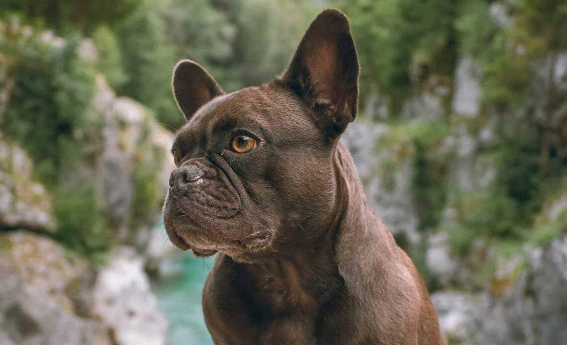 Frengle: Een Franse Bulldog & Beagle kruising [Foto's] - HondjesGids