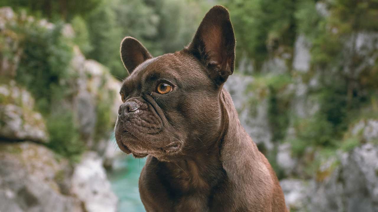 Frengle: Een Franse Bulldog & Beagle kruising [Foto's] - HondjesGids