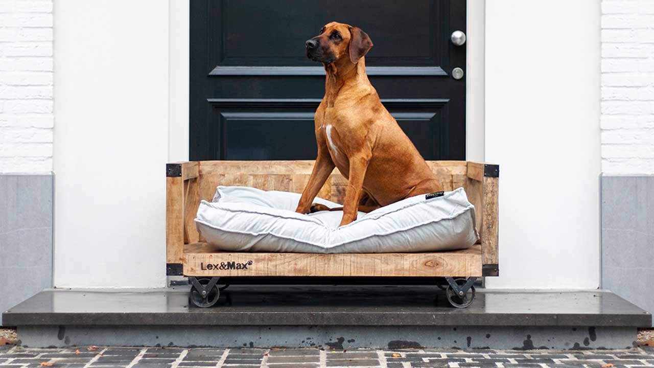 Lex en Max hondenkussen: 11x de beste van 2023 - HondjesGids