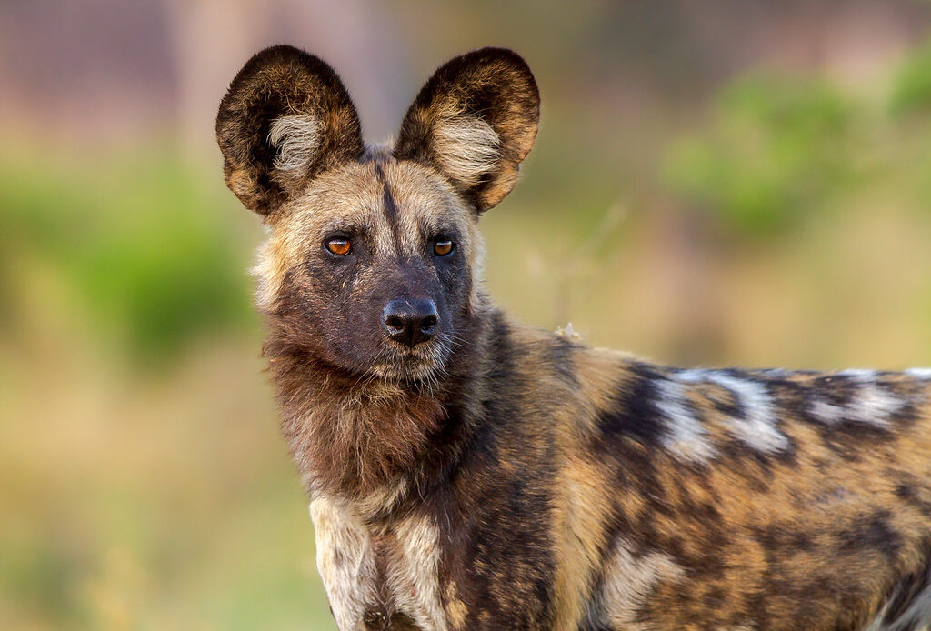 Afrikaanse Wilde Hond: Uiterlijk en Karakter [Foto's] - HondjesGids