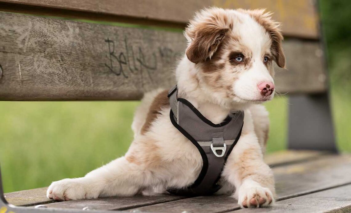 Aussiepom: Een Australische herder & Pomeriaan kruising [Foto's ...