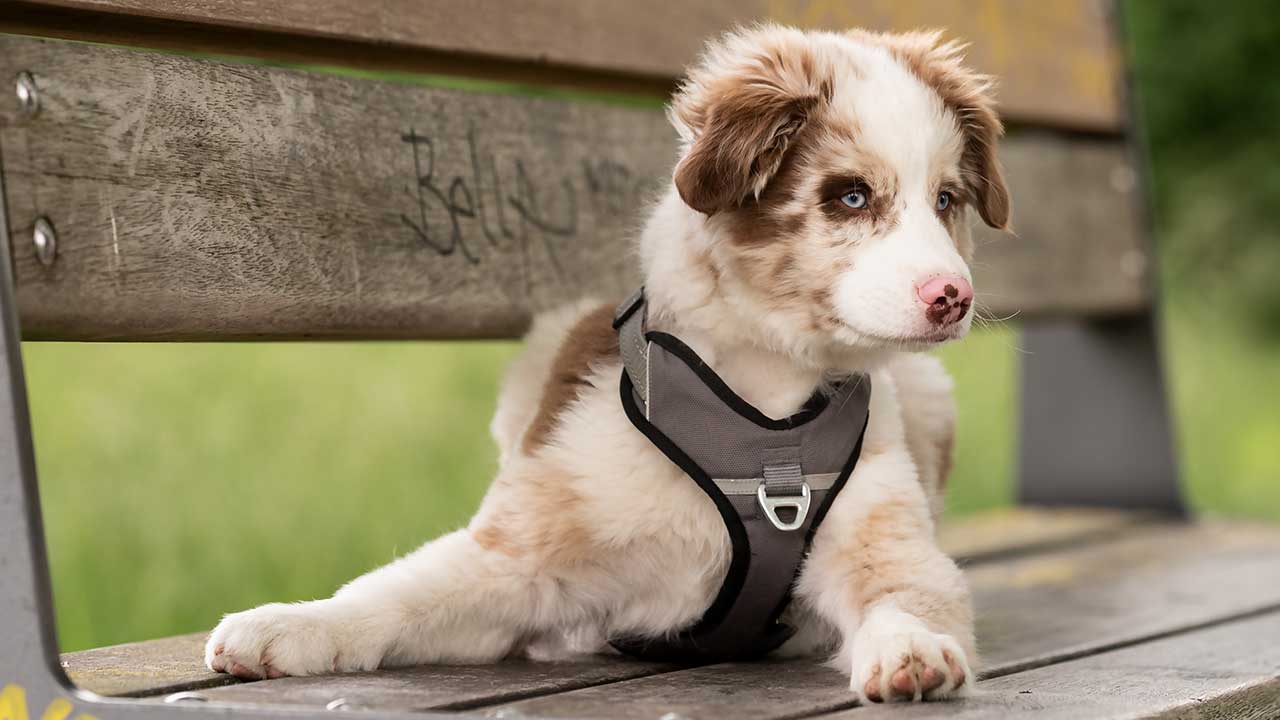 Aussiepom: Een Australische herder & Pomeriaan kruising [Foto's ...