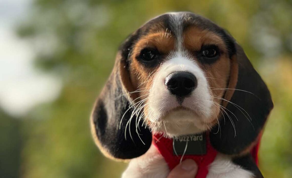 Beaglier: Een Cavalier & Beagle kruising [Foto's] - HondjesGids