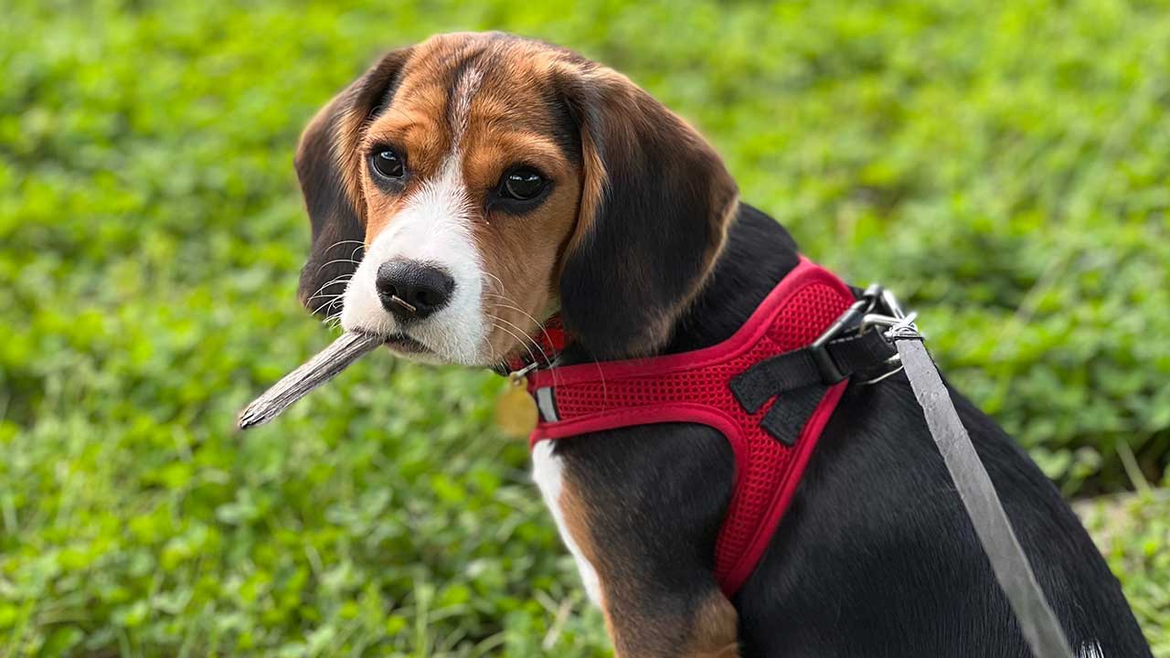 Beaglier: Een Cavalier & Beagle kruising [Foto's] - HondjesGids
