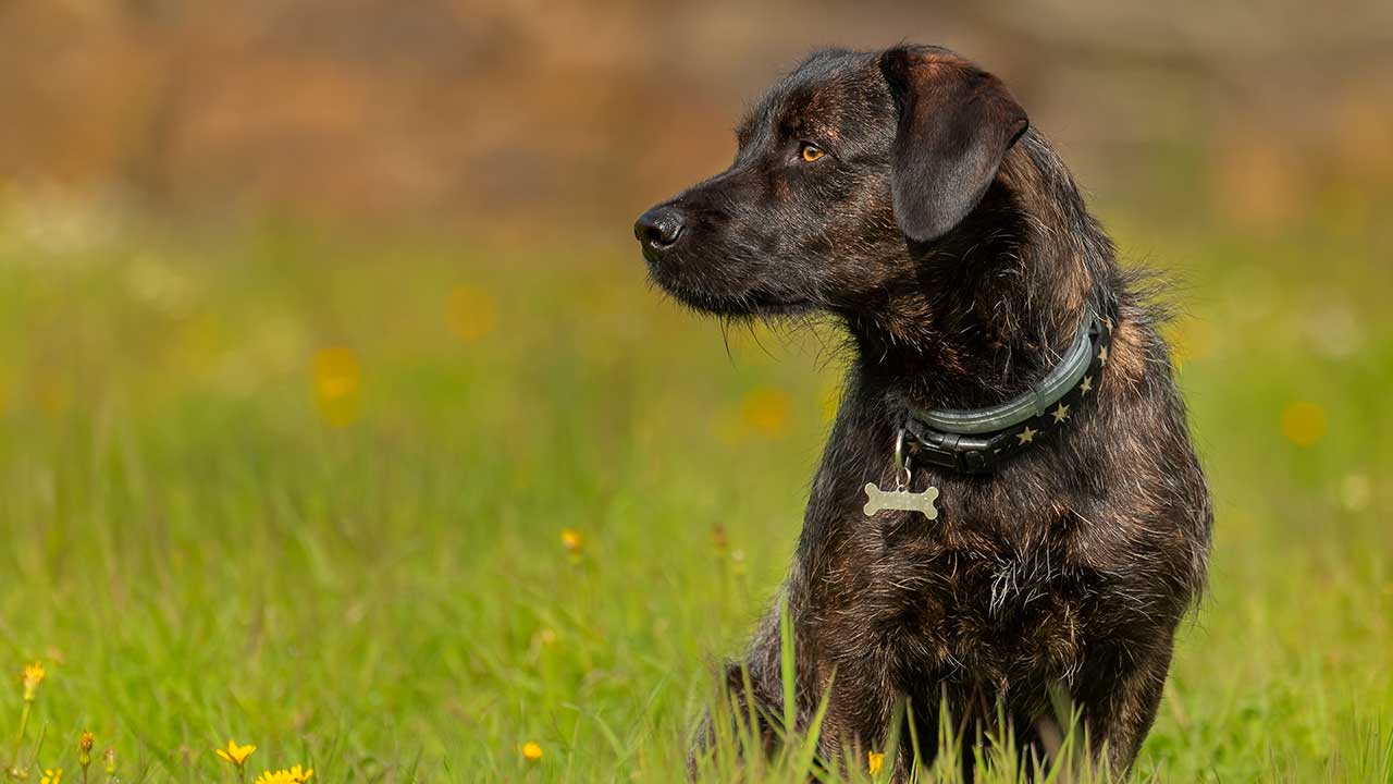 Cão de Castro Laboreiro: Karakter en Gezondheid [Foto's] - HondjesGids