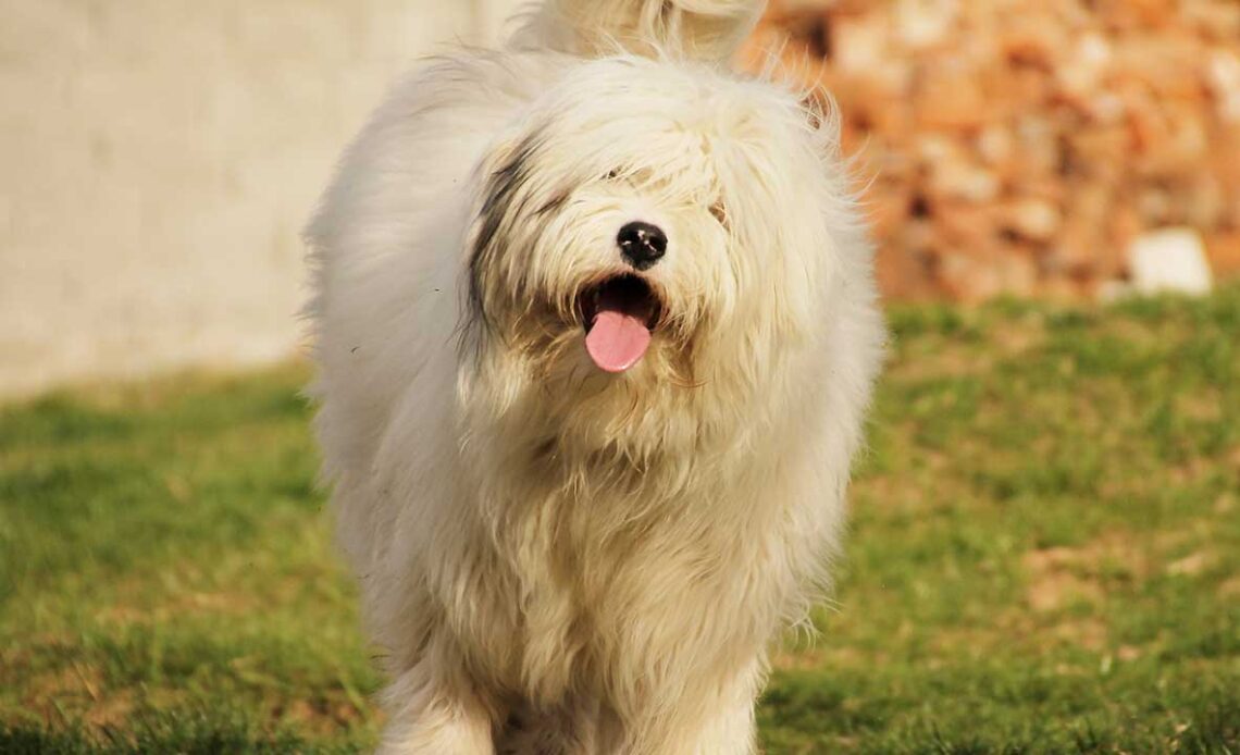 Ciobanesc Romanesc De Bucovina: Karakter en Uiterlijk [Foto's ...