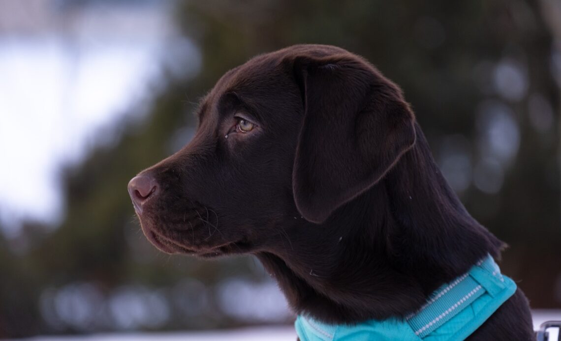 Doberdor: Een Doberman & Labrador kruising [Foto's] - HondjesGids