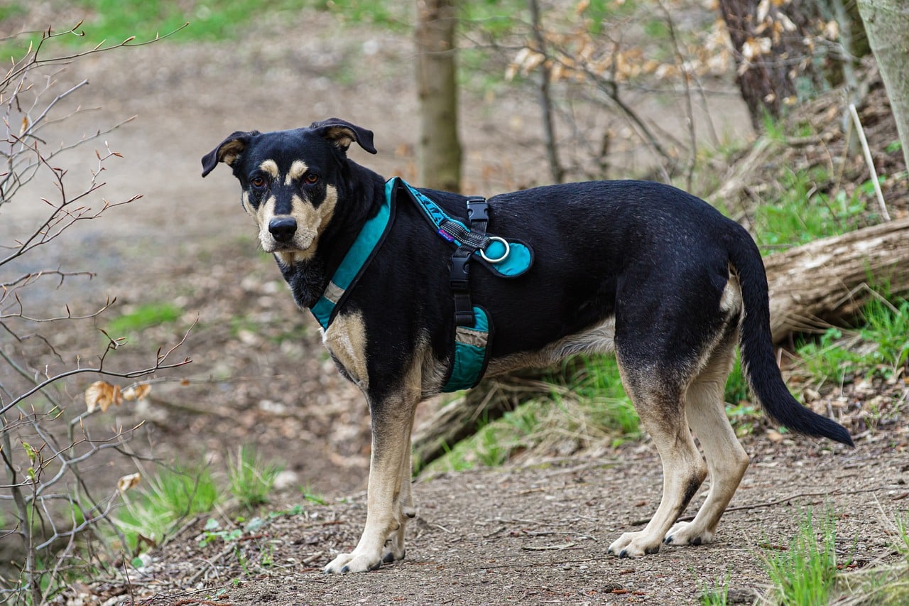 Huntaway: Verzorging en Gezondheid [Foto's] - HondjesGids