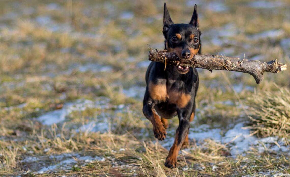Majorca Ratter: Karakter en Uiterlijk [Foto's] - HondjesGids