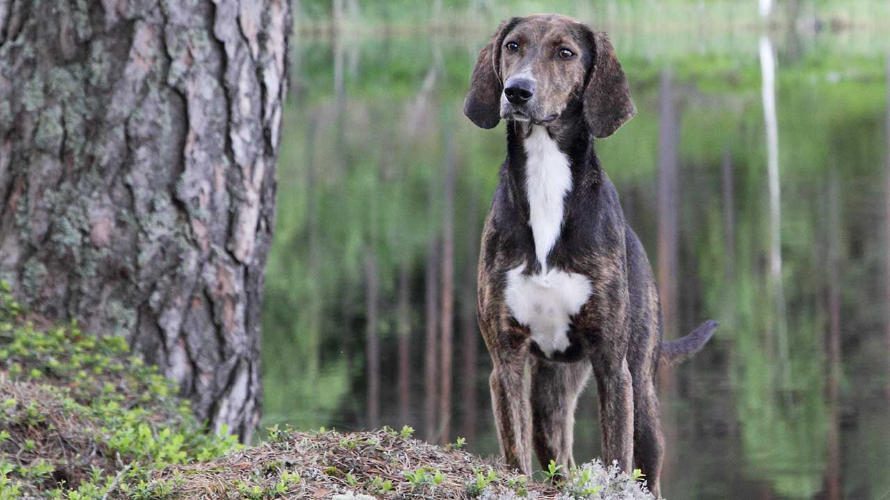 Plott Hound: Gezondheid en Verzorging [Foto's] - HondjesGids