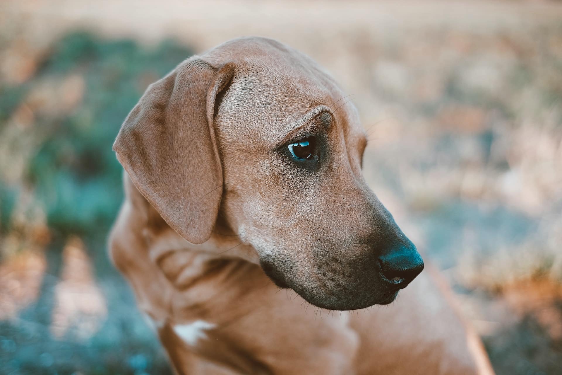 Rhodesian Ridgeback: Karakter en Uiterlijk [Foto's] - HondjesGids