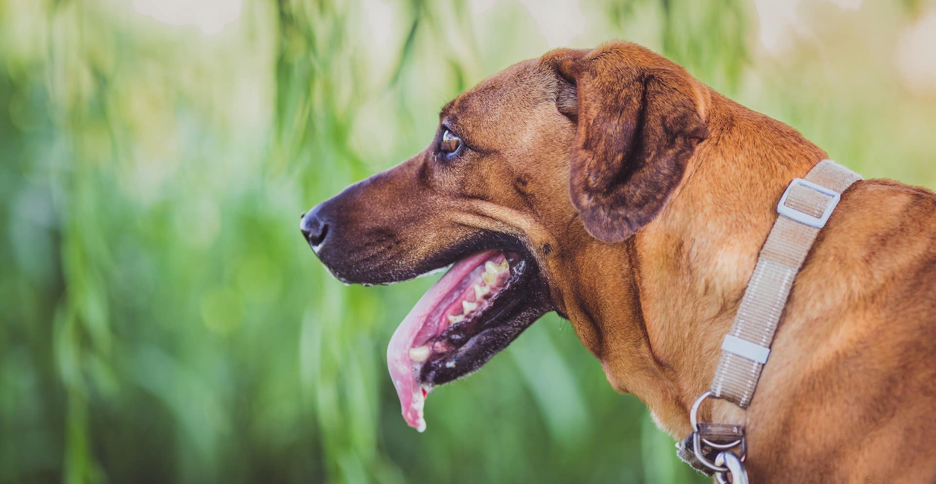 Rhodesian Ridgeback: Karakter en Uiterlijk [Foto's] - HondjesGids