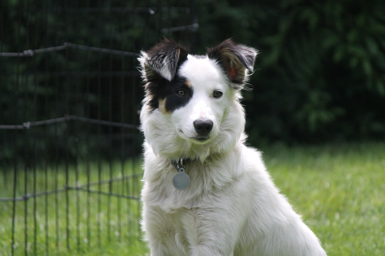 Sapsali: Een unieke hond [Foto's] - HondjesGids