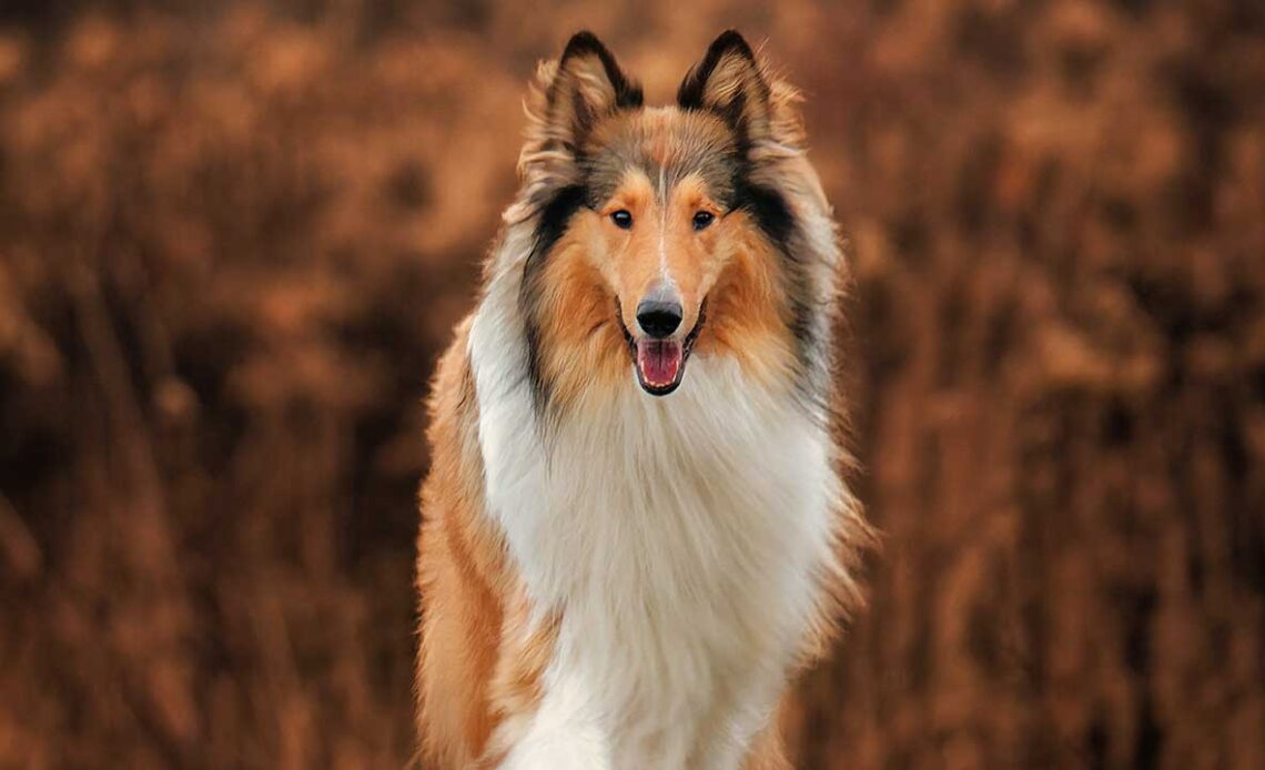 Schotse Collie: Karakter en Verzorging [Foto's] - HondjesGids