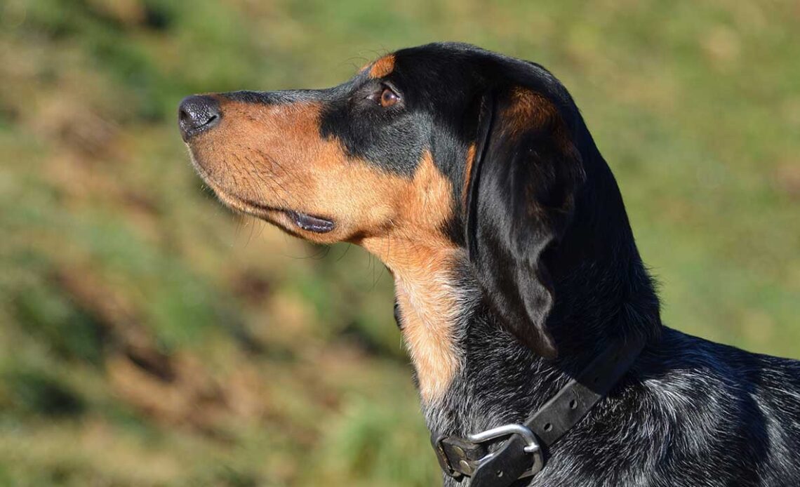 Schweizer Laufhund: Verzorging en Uiterlijk [Foto's] - HondjesGids