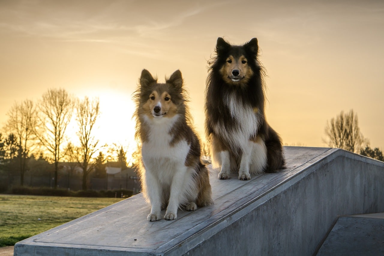 Sheltipoo: Een Sheltie & Poedel kruising [Foto's] - HondjesGids