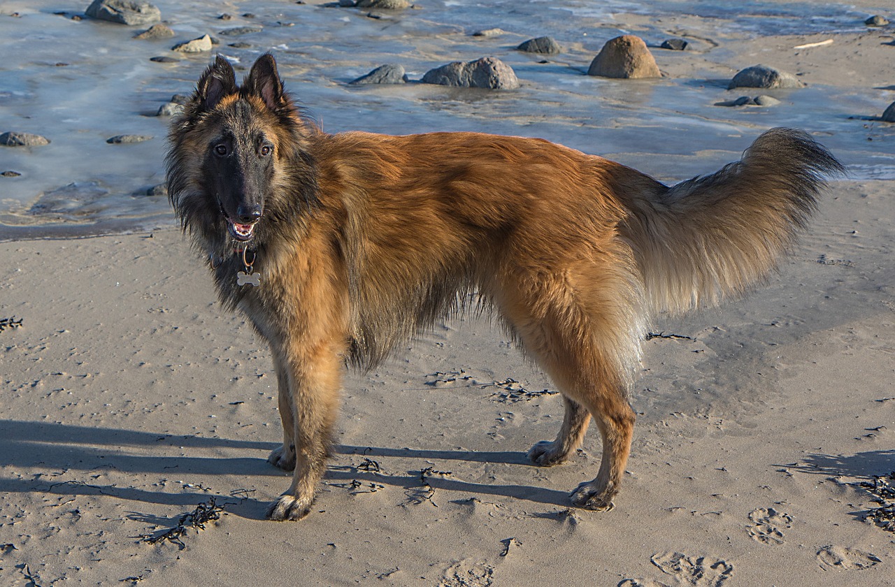 Tervuerense herder: Karakter en Gezondheid [Foto's] - HondjesGids