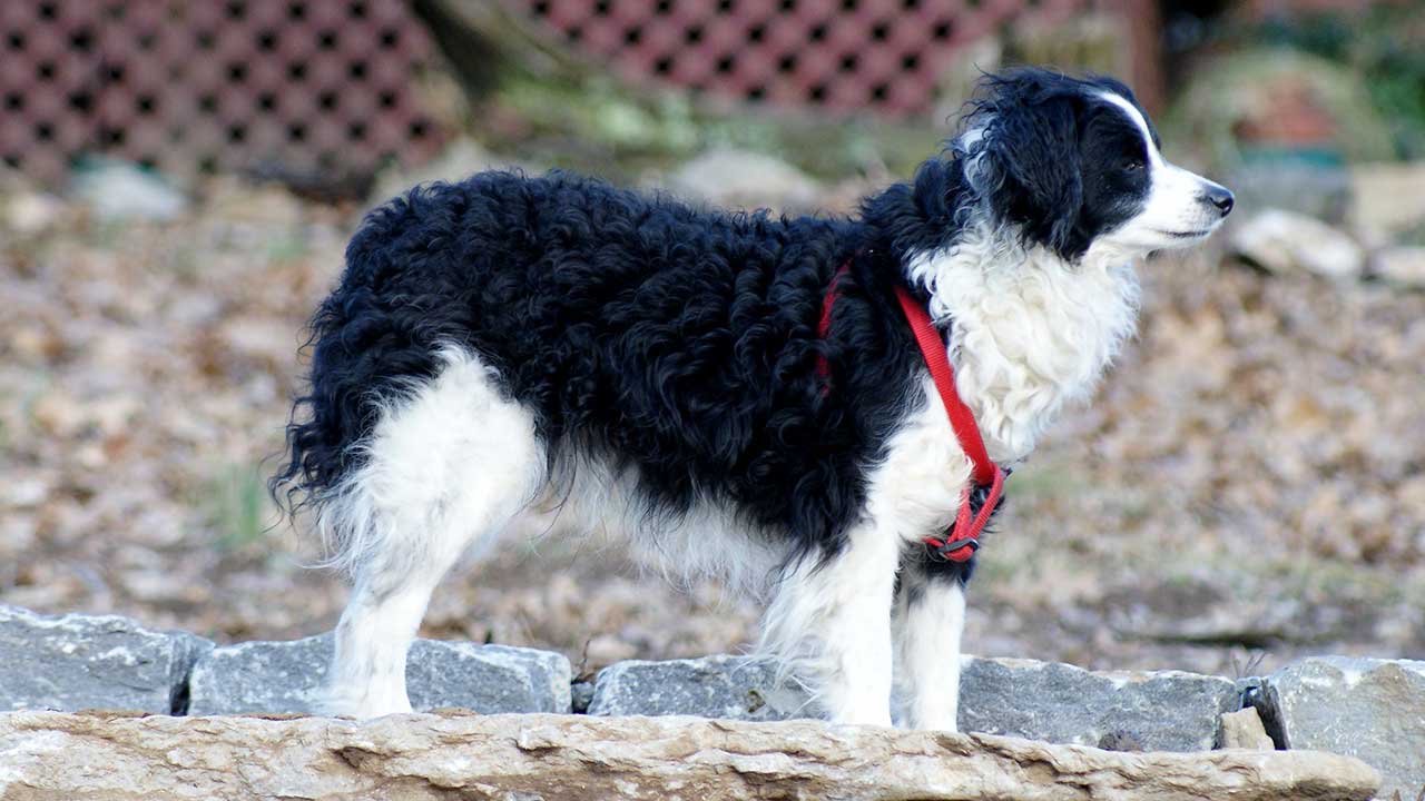 Bordoodle: Een Poedel & Border Collie kruising [Foto's] - HondjesGids