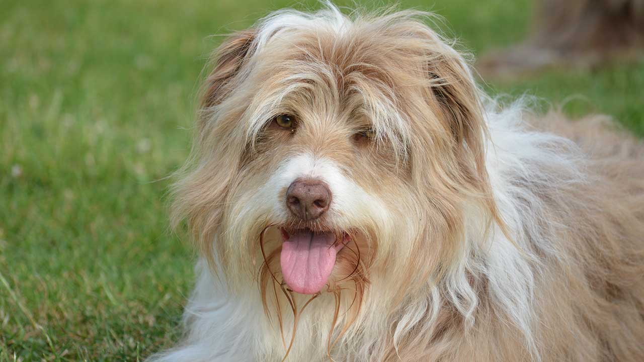 Bordoodle: Een Poedel & Border Collie kruising [Foto's] - HondjesGids