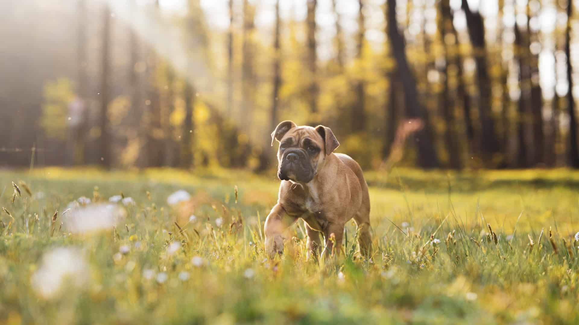 Boxador: Een Boxer & Labrador kruising [Foto's] - HondjesGids