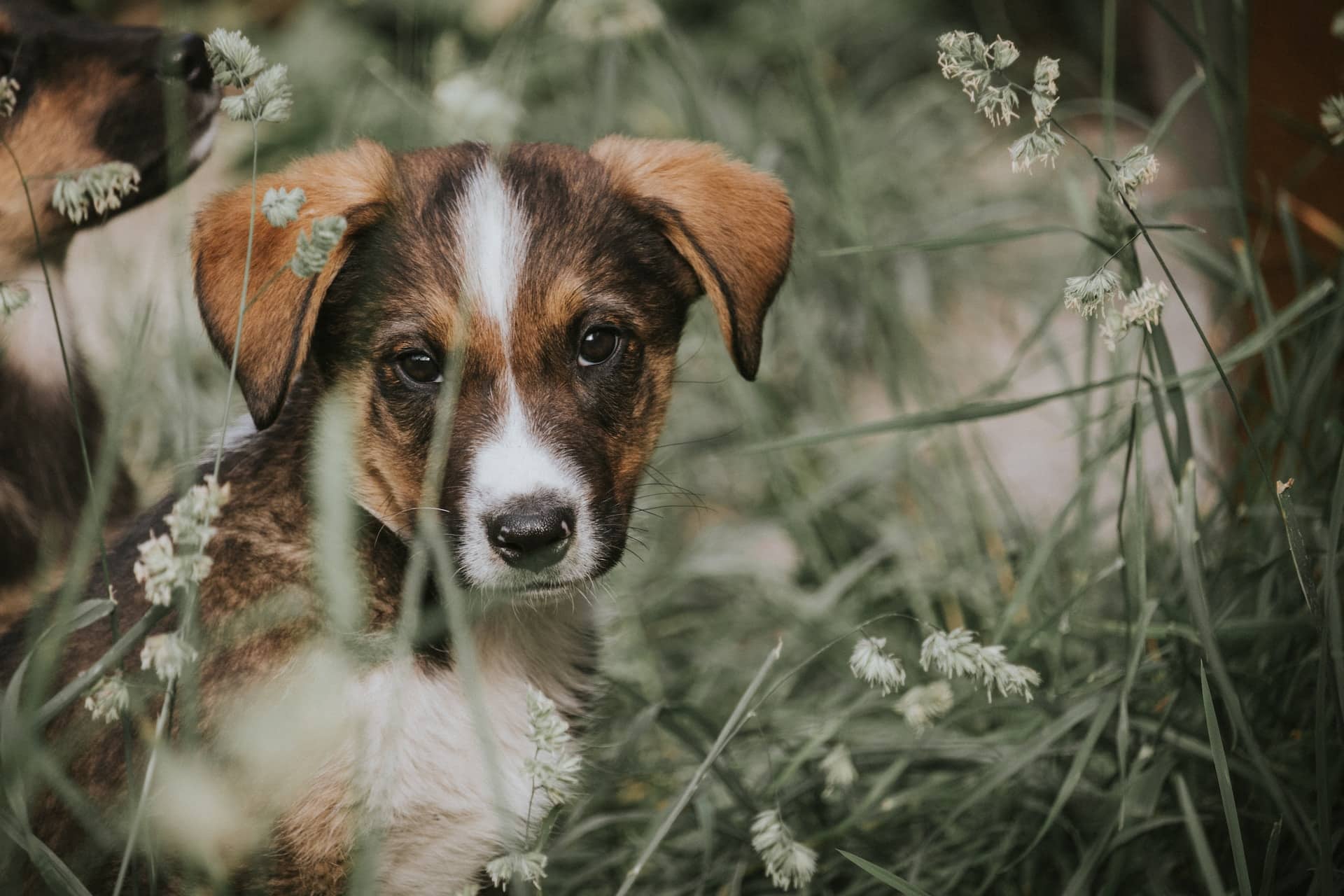Bulgaarse Hond: Temperament en Karakter [Foto's] - HondjesGids