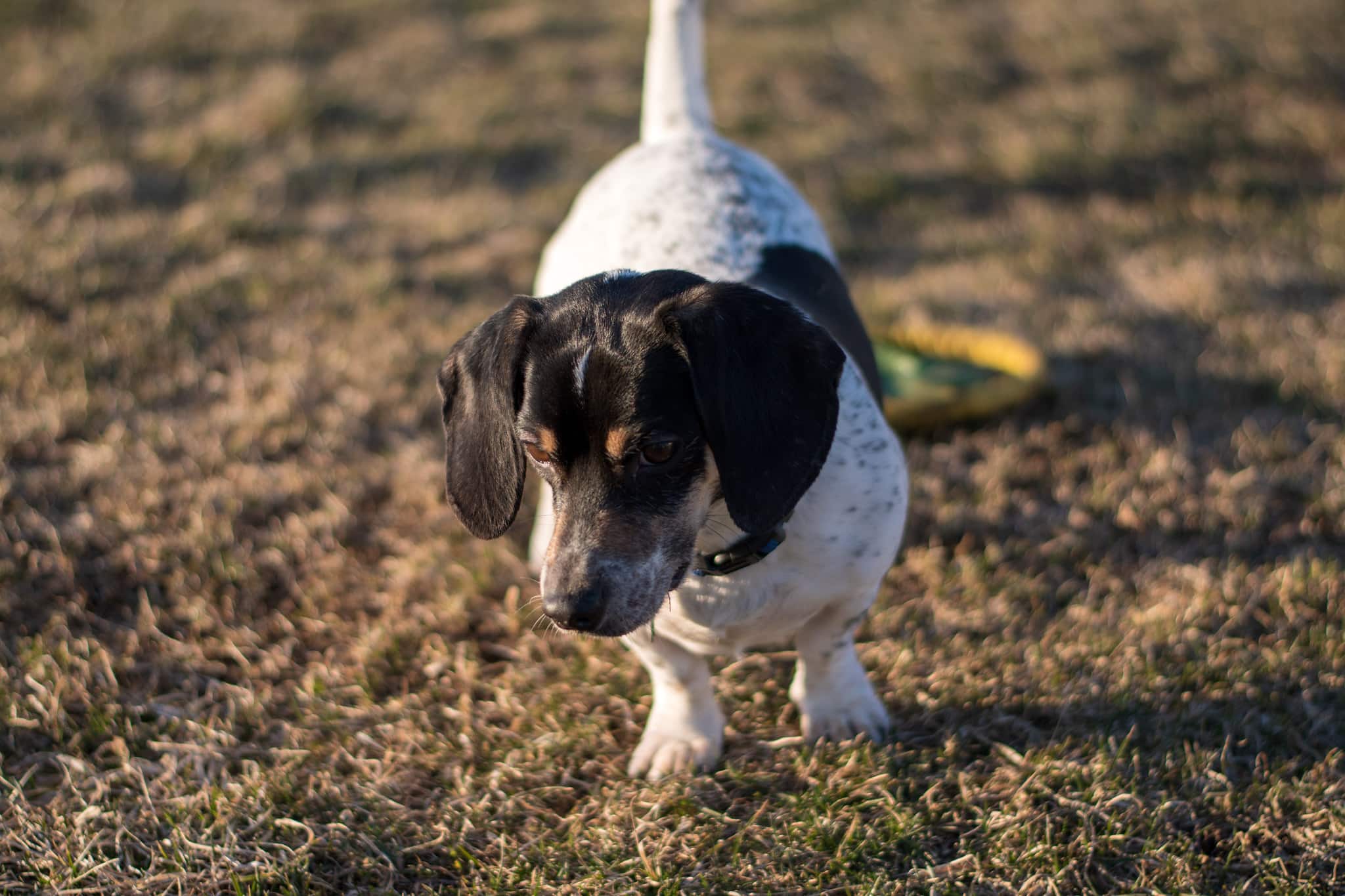 Doxle: Een Teckel & Beagle kruising [Foto's] - HondjesGids