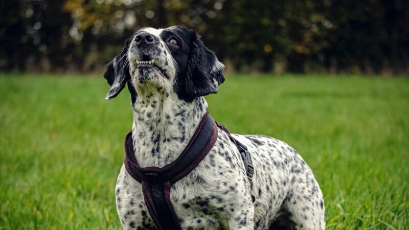 Zwart witte hond: 12x Populaire hondenrassen [Foto's] - HondjesGids