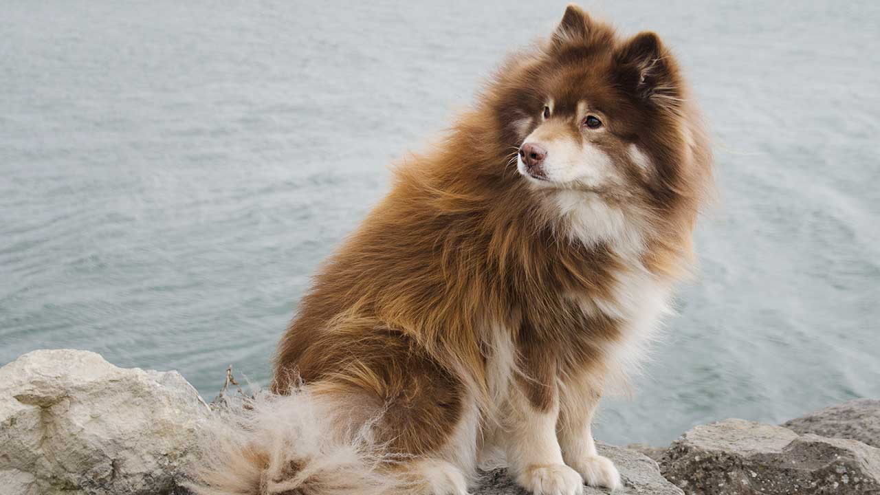 Finse Lappenhond: Karakter en Temperament [Foto's] - HondjesGids