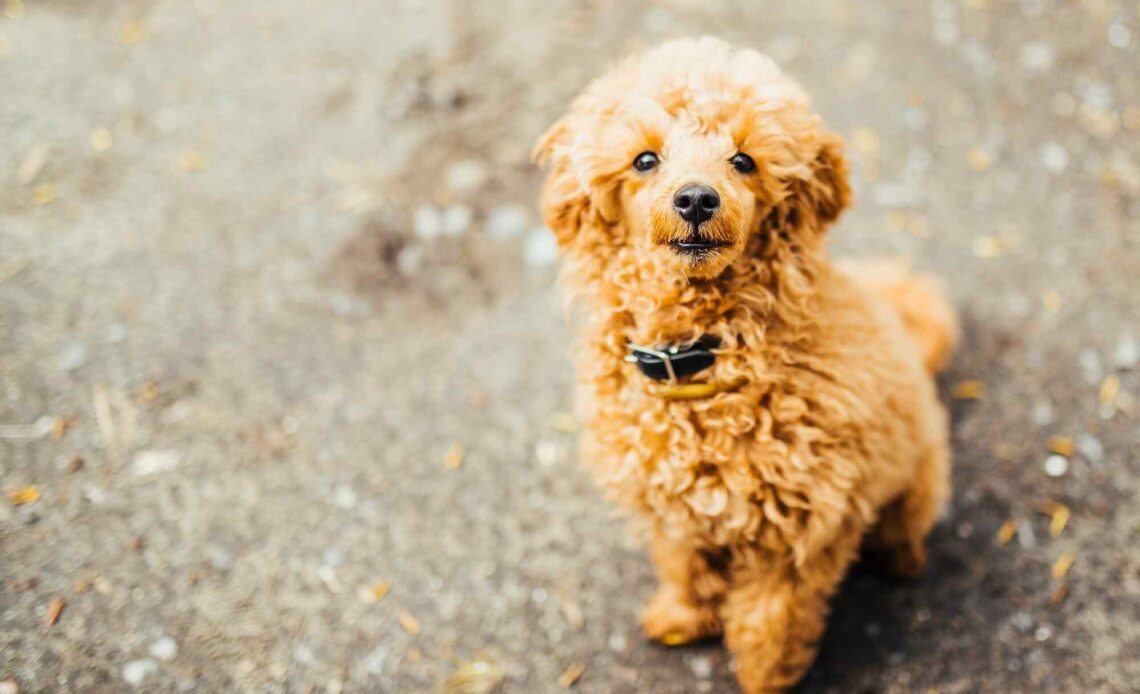 Golden Cocker Retriever: Een Retriever & Cocker kruising [Foto's ...