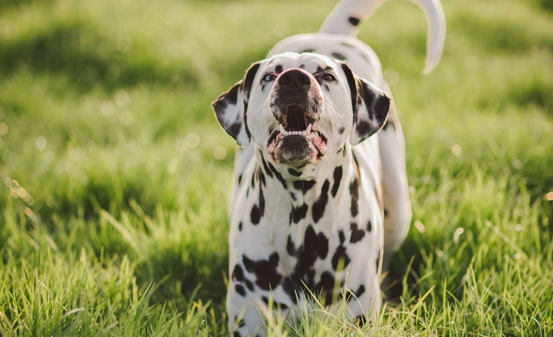 Goldmatian: Een Dalmatier & Retriever kruising [Foto's] - HondjesGids