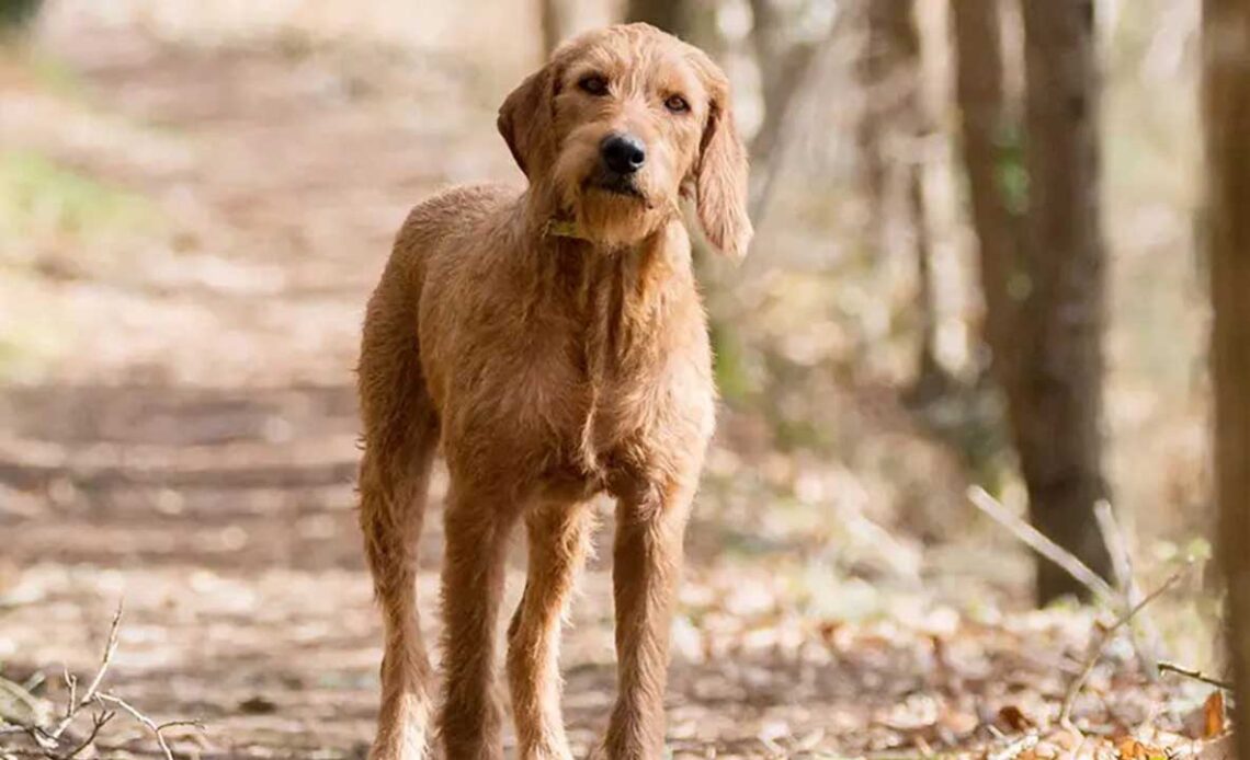 Griffon Fauve de Bretagne: Uiterlijk en Karakter [Foto's] - HondjesGids
