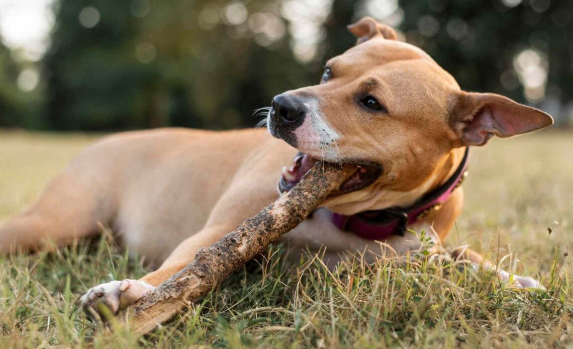 Hondenrassen met de sterkste beet: 13x Sterke honden [Foto's] - HondjesGids