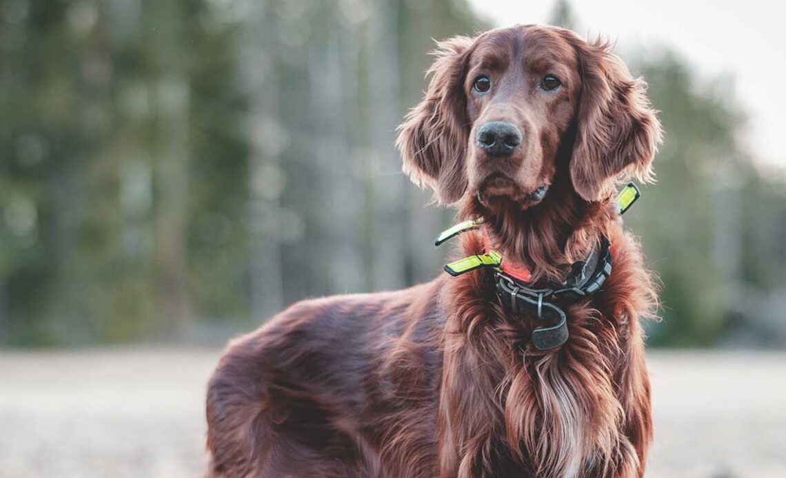 Ierse Setter: Verzorging en Karakter [Foto's] - HondjesGids