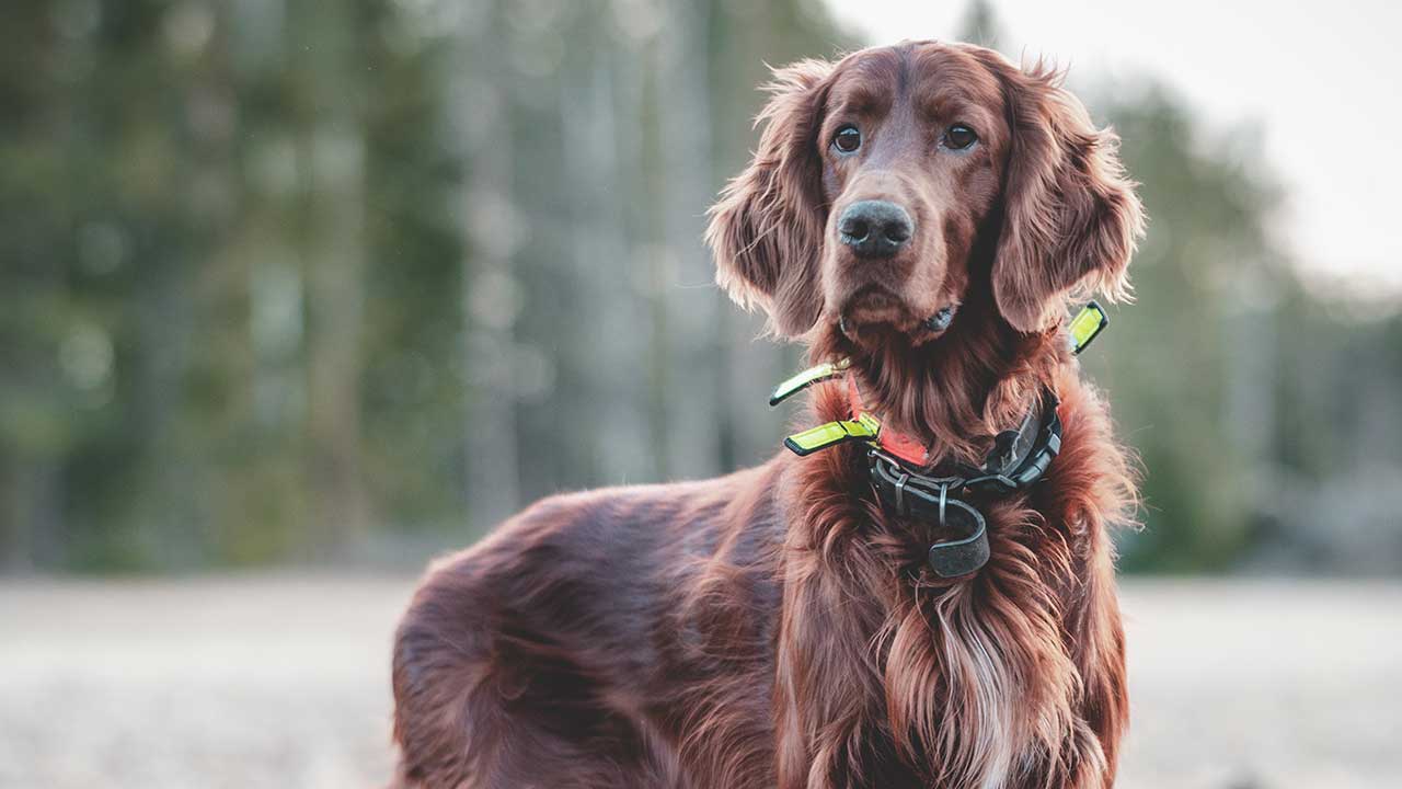 Ierse Setter: Verzorging en Karakter [Foto's] - HondjesGids