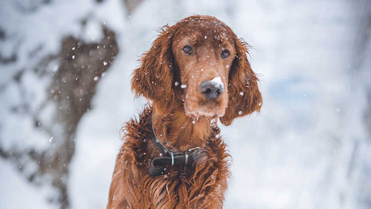 Ierse Setter: Verzorging en Karakter [Foto's] - HondjesGids
