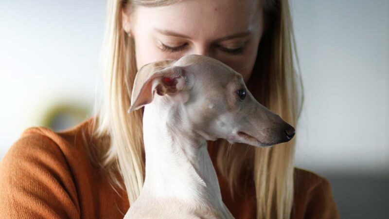 Italiaanse Windhond: Gezondheid en Karakter [Foto's] - HondjesGids