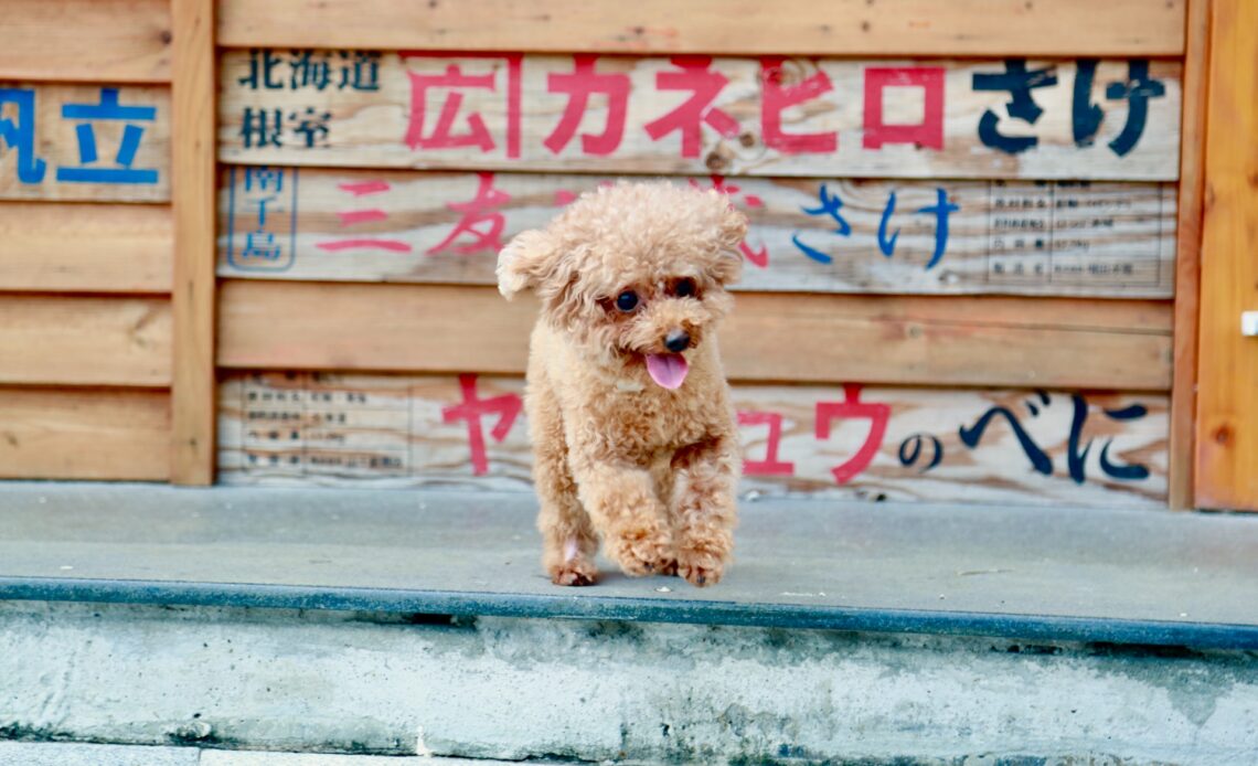 Japanse Terrier: Uiterlijk en Karakter [Foto's] - HondjesGids