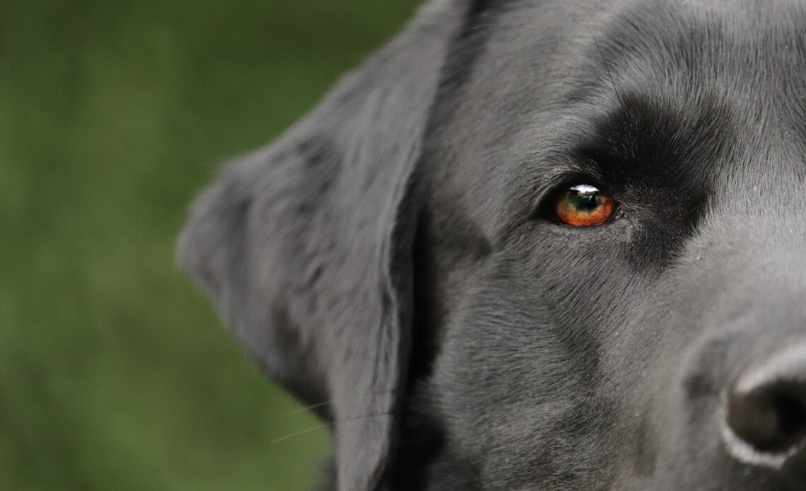 Labrador Husky: Een Husky & Labrador kruising [Foto's] - HondjesGids