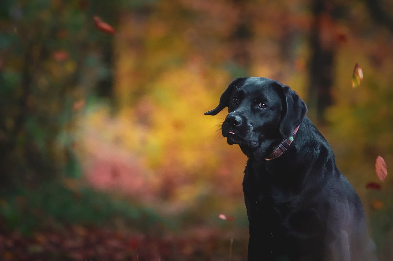 Labrador Retriever: Karakter en Gezondheid [Foto's] - HondjesGids