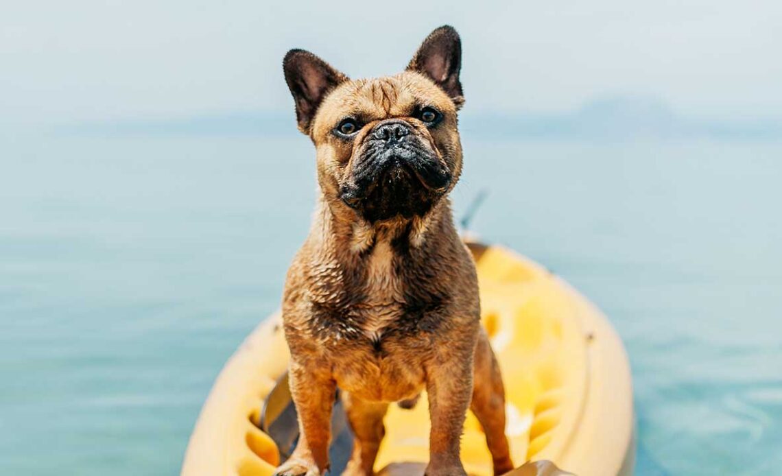 Mopshond: Karakter en Gezondheid [Foto's] - HondjesGids