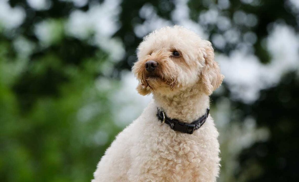 Poedel: Uiterlijk en Karakter [Foto's] - HondjesGids