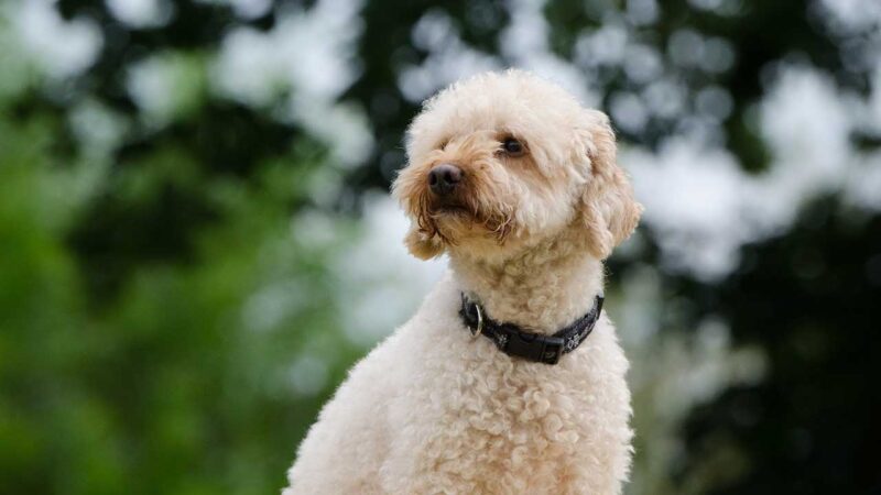 Witte hondenrassen: 21x Bijzondere honden [Foto's] - HondjesGids