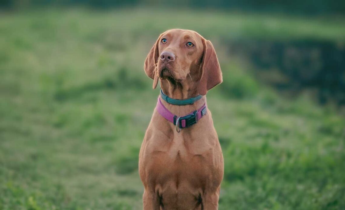Labrala: Een Labrador en Vizsla kruising [Foto's] - HondjesGids
