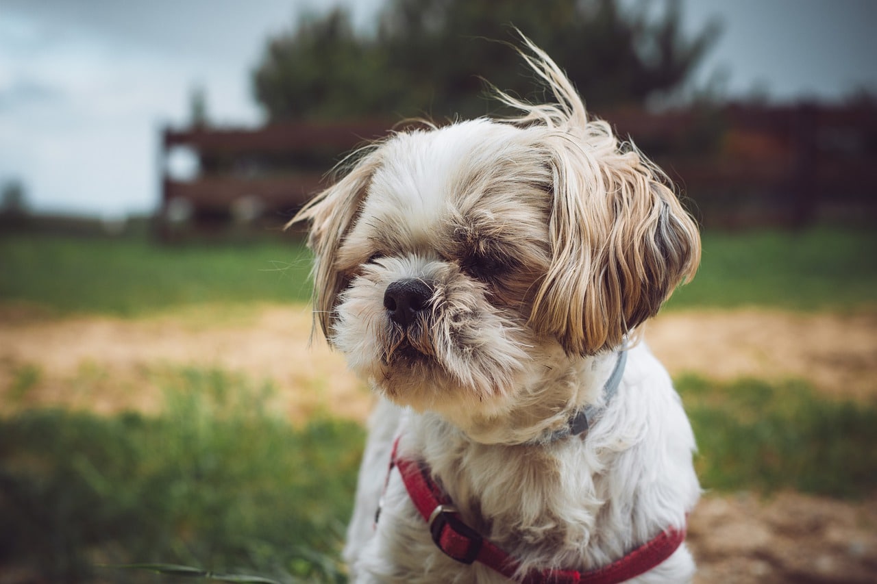 Silky Tzu: Een Shih Tzu & Silky Terrier kruising [Foto's] - HondjesGids